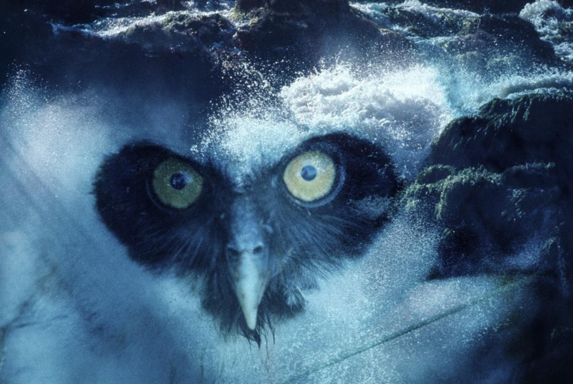 Like a Dance of Starlings | Exhibition | MACBA Museum of Contemporary ...